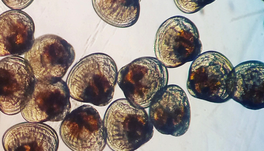 Pearl Farming – Atlas Pearls Ltd