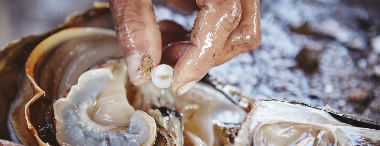 Pearling Value Chain – Atlas Pearls Ltd