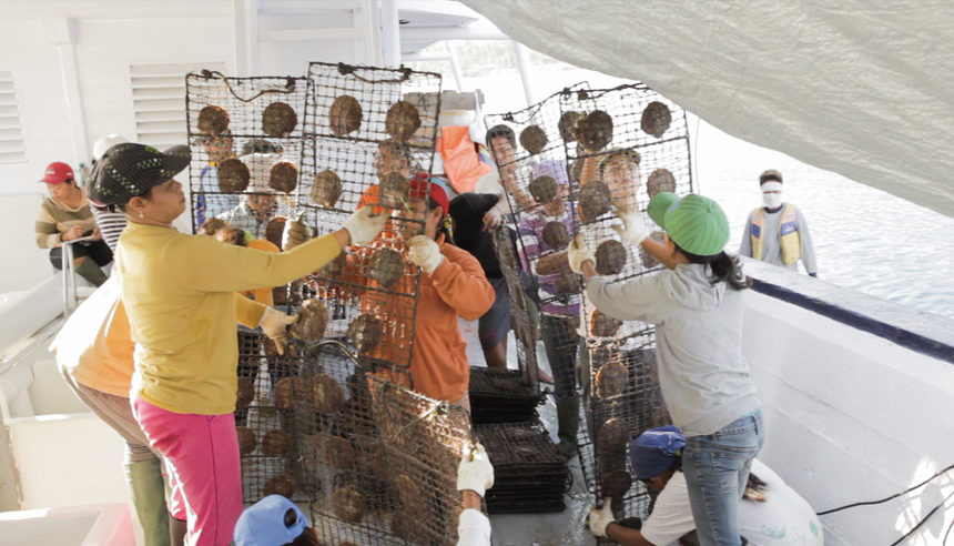 Pearl Farming – Atlas Pearls Ltd